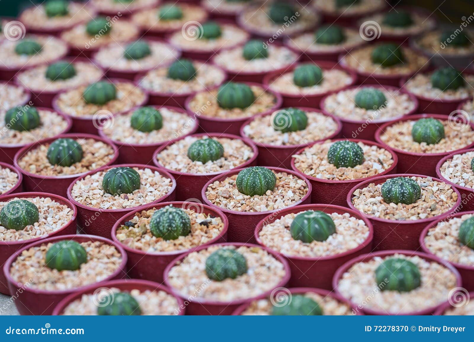 Cactus Plants Growing in Pods. Stock Photo - Image of green, kitchen ...