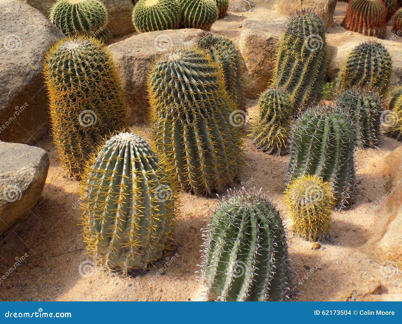 Cactus stock photo. Image of thailand, cacti, flora, succulents - 62173504