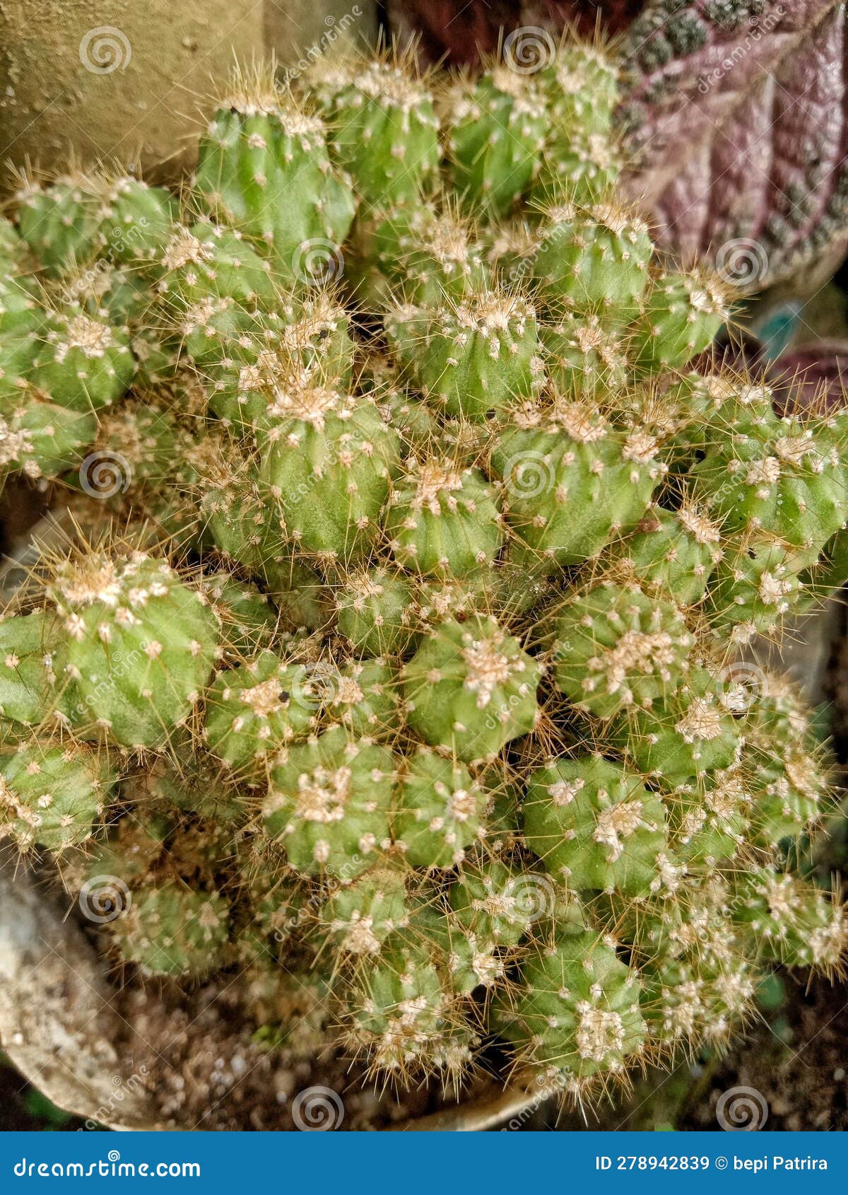 Cactus Plants that Have Sharp Spines and are Green. Stock Image - Image ...