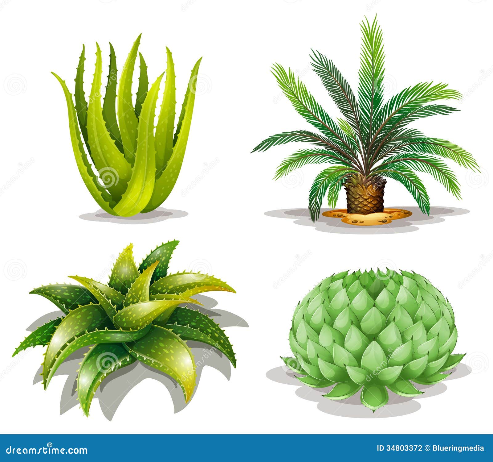 Cactus plants stock illustration. Illustration of scientific - 34803372