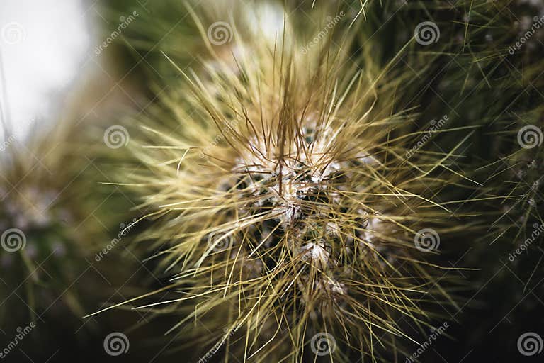 Cactus Plants and Its Sharp Needles Close Up Micro Photograph Stock ...