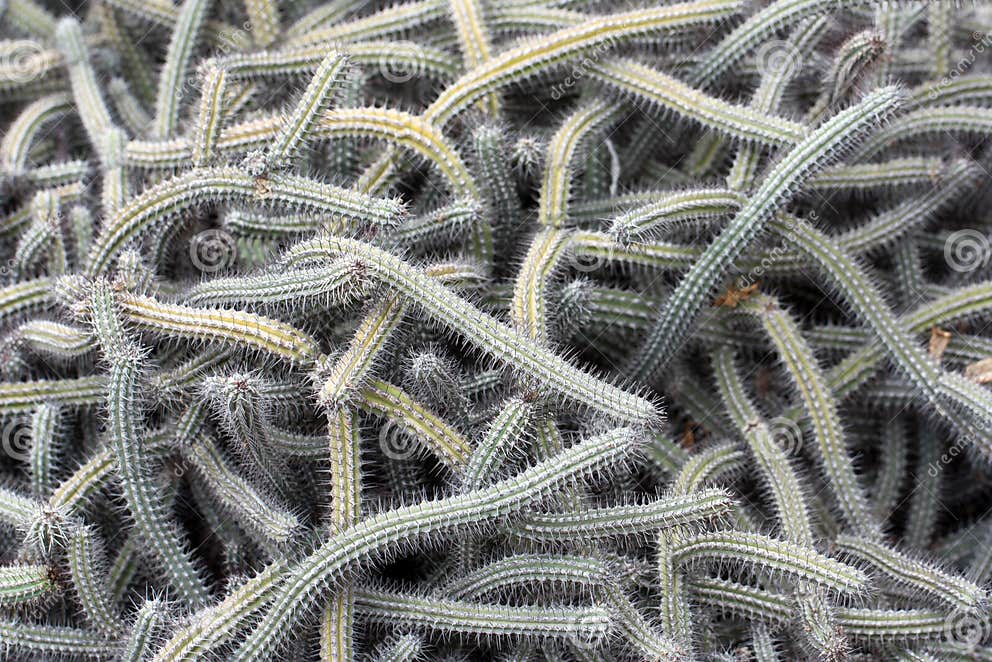 Cactus Plants that Look Like a Tangle of Snakes Stock Photo - Image of ...