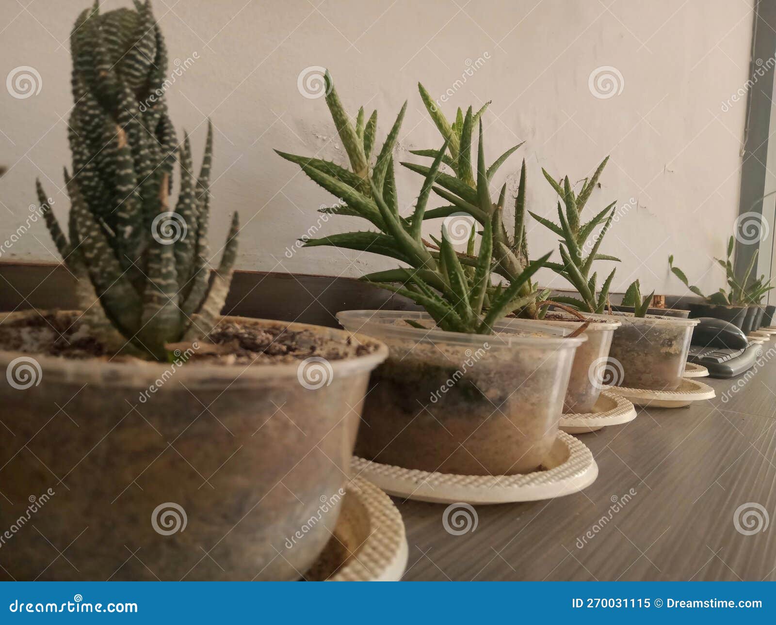 Cactus plants in mini pots stock image. Image of garden - 270031115