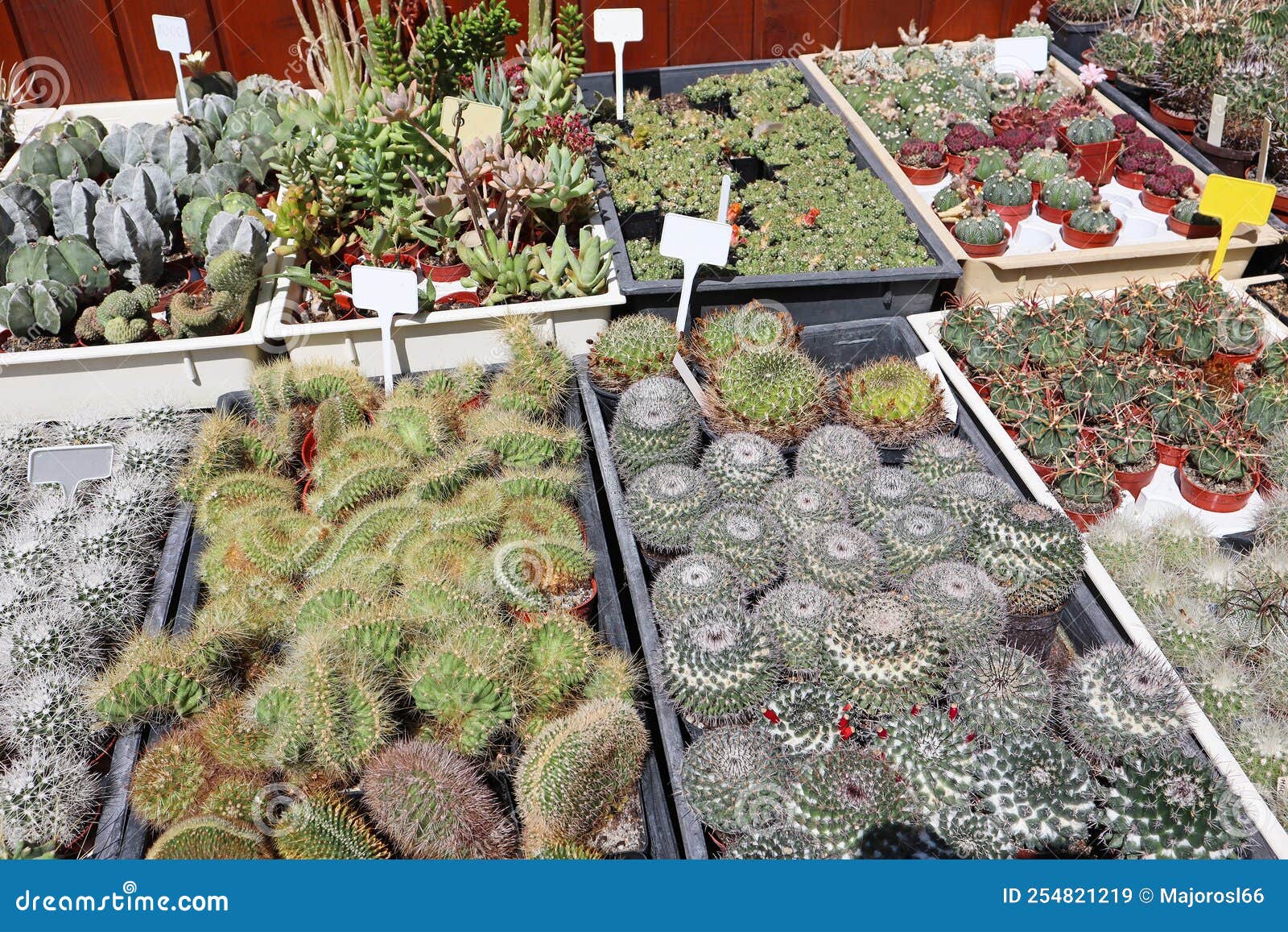 Cactus Plants in Pots Outdoor Stock Image - Image of botany, group ...