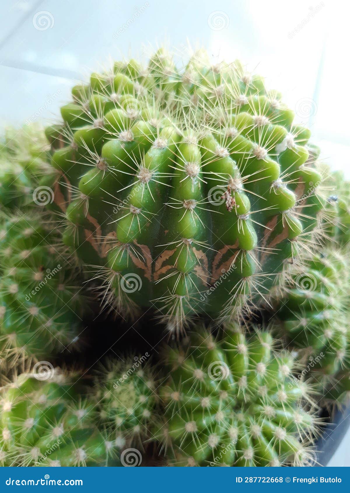 Cactus Plants that are Rare and Hard To Find Stock Photo - Image of ...