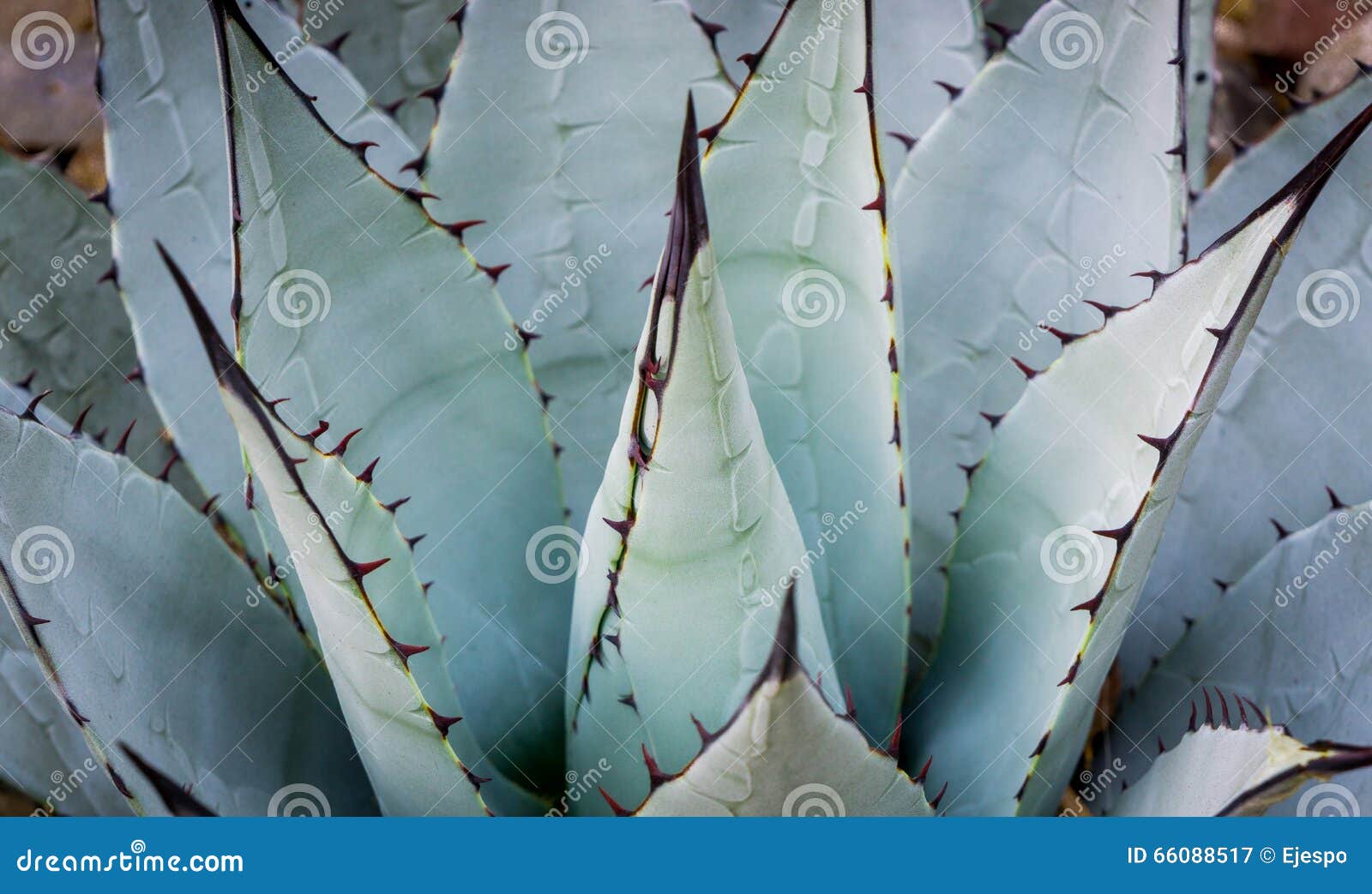 Cactus pointu image stock. Image du centrales, pointu - 66088517