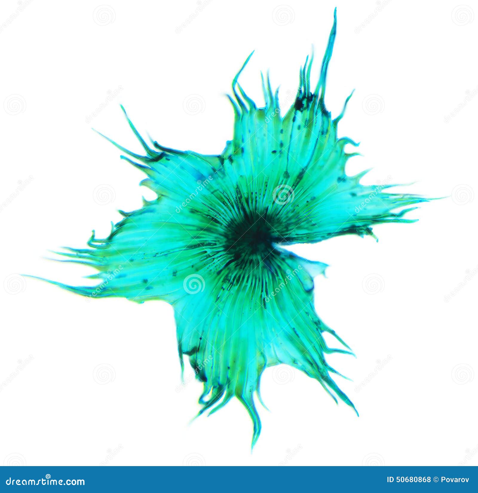 Cactus Pollen Under a Microscope, (Stellato-Pilosus W.M.) Stock Photo ...