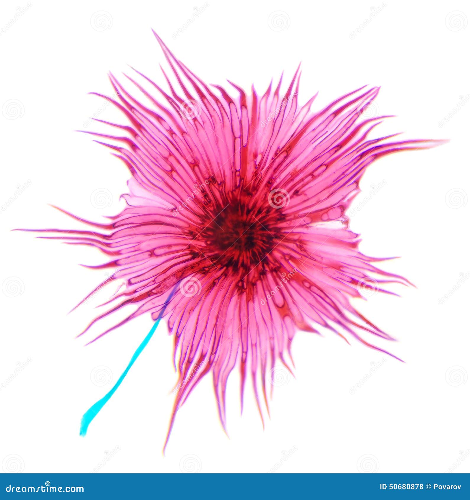 Cactus Pollen Under a Microscope, (Stellato-Pilosus W.M.) Stock Photo ...