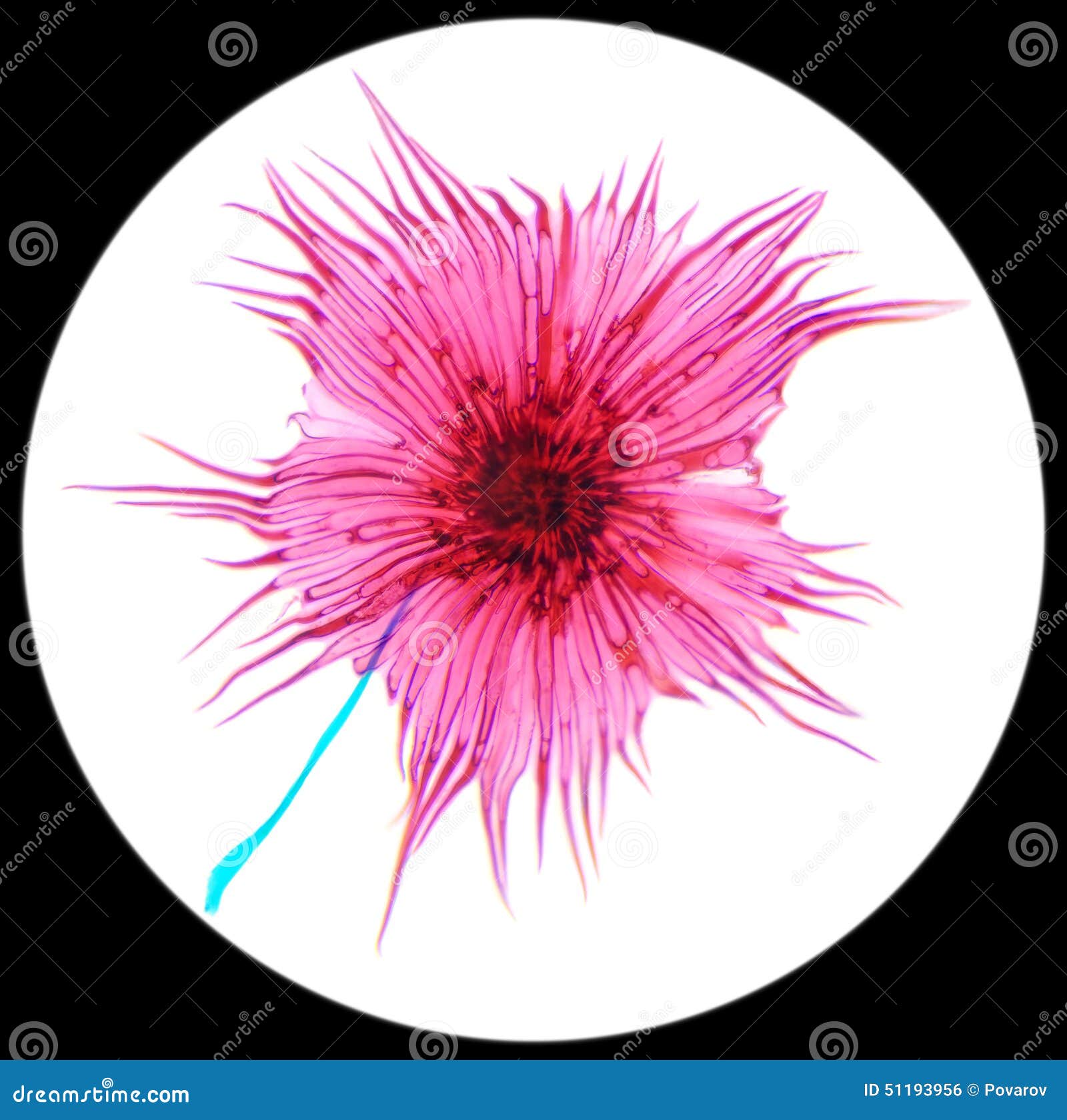 Cactus Pollen Under a Microscope, (Stellato-Pilosus W.M.) Stock Photo ...