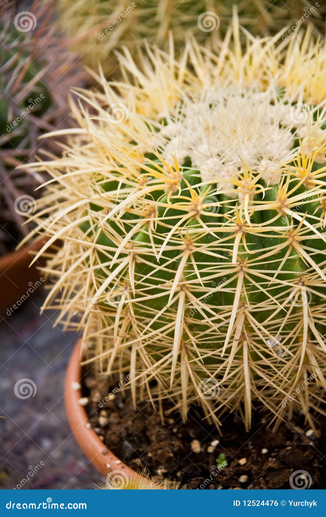 Cactus in a pot stock photo. Image of pattern, macro - 12524476