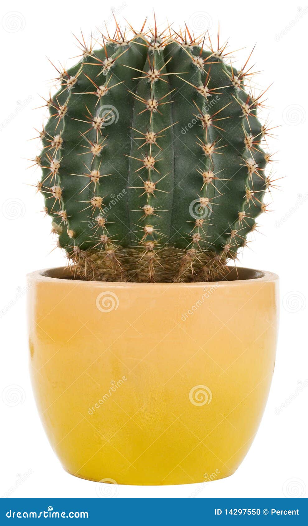 Cactus in pot stock photo. Image of desert, potted, single - 14297550