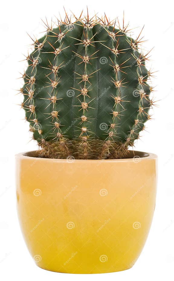 Cactus in pot stock photo. Image of desert, potted, single - 14297550