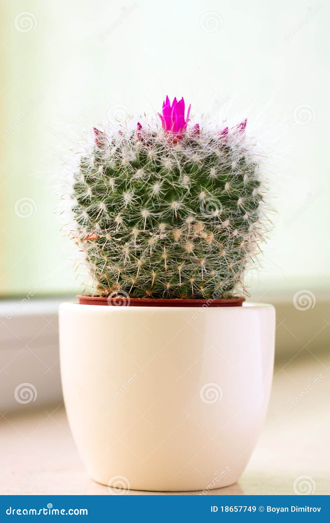 Cactus in a pot stock image. Image of pink, floral, decorative - 18657749