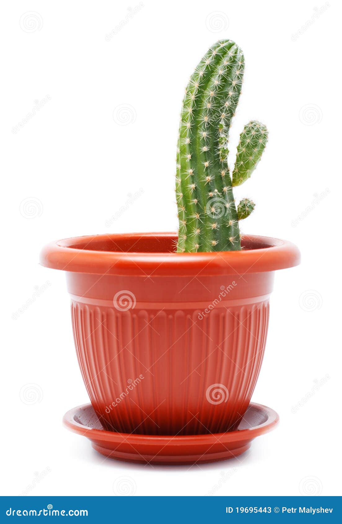 Cactus Pot stock image. Image of echinopsis, cactus, botanic - 19695443