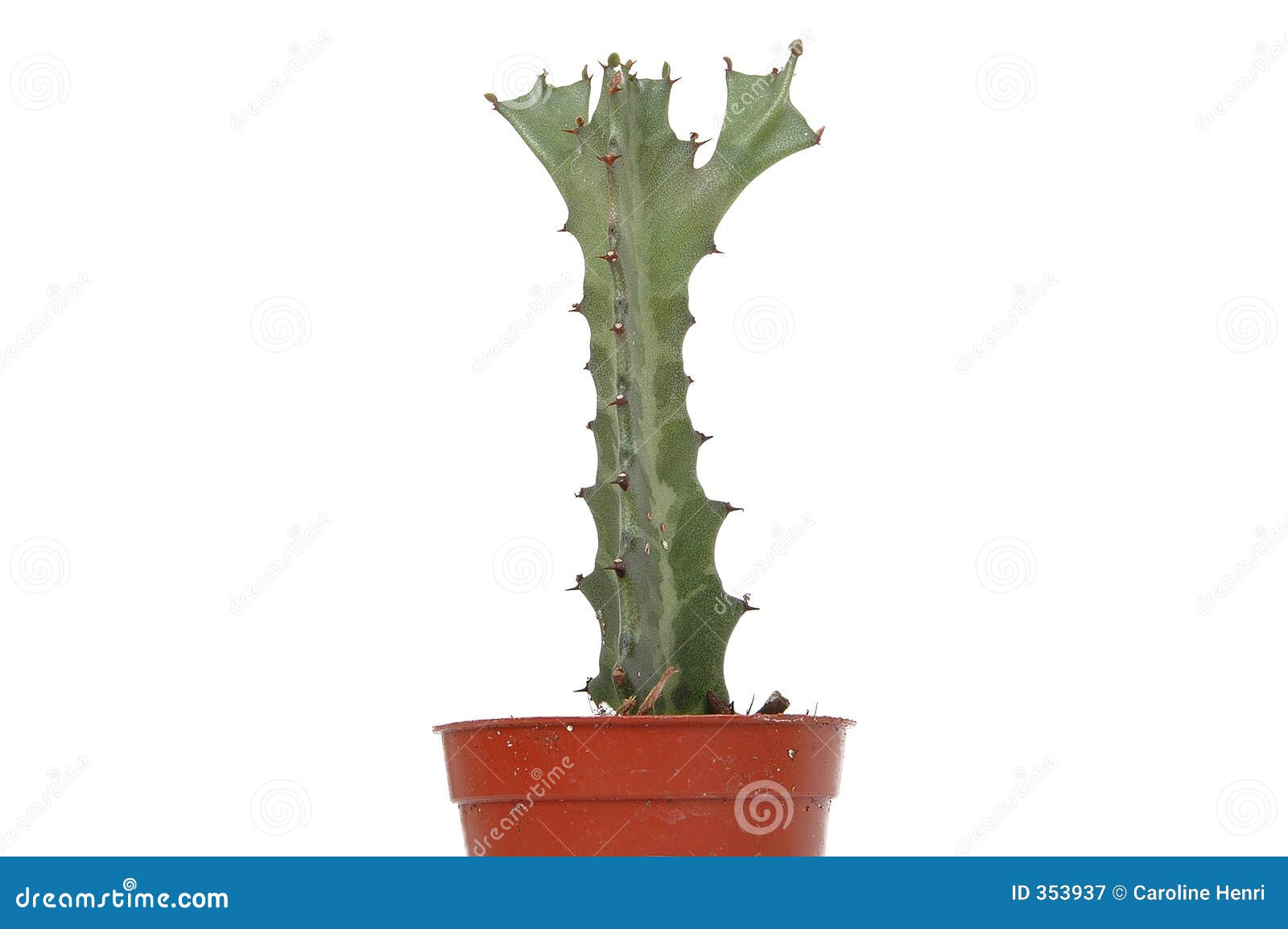 Cactus On Pot 2 Picture. Image: 353937