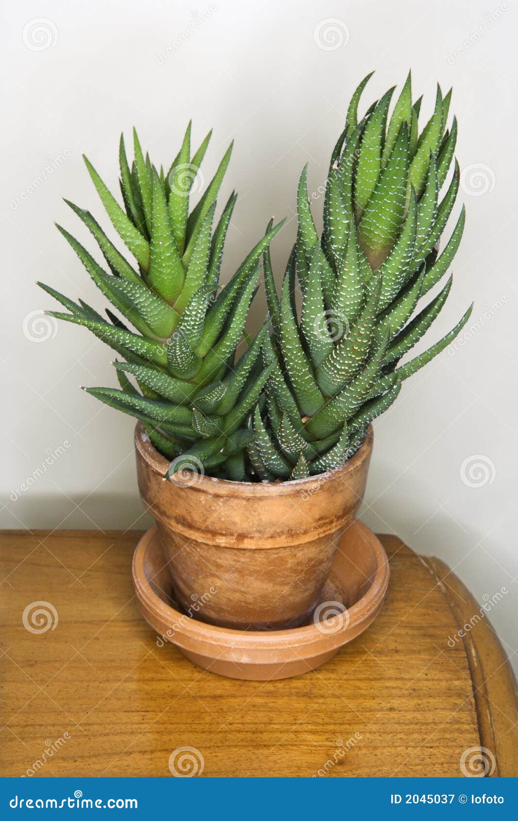 Cactus in a pot. stock image. Image of decor, succulent - 2045037