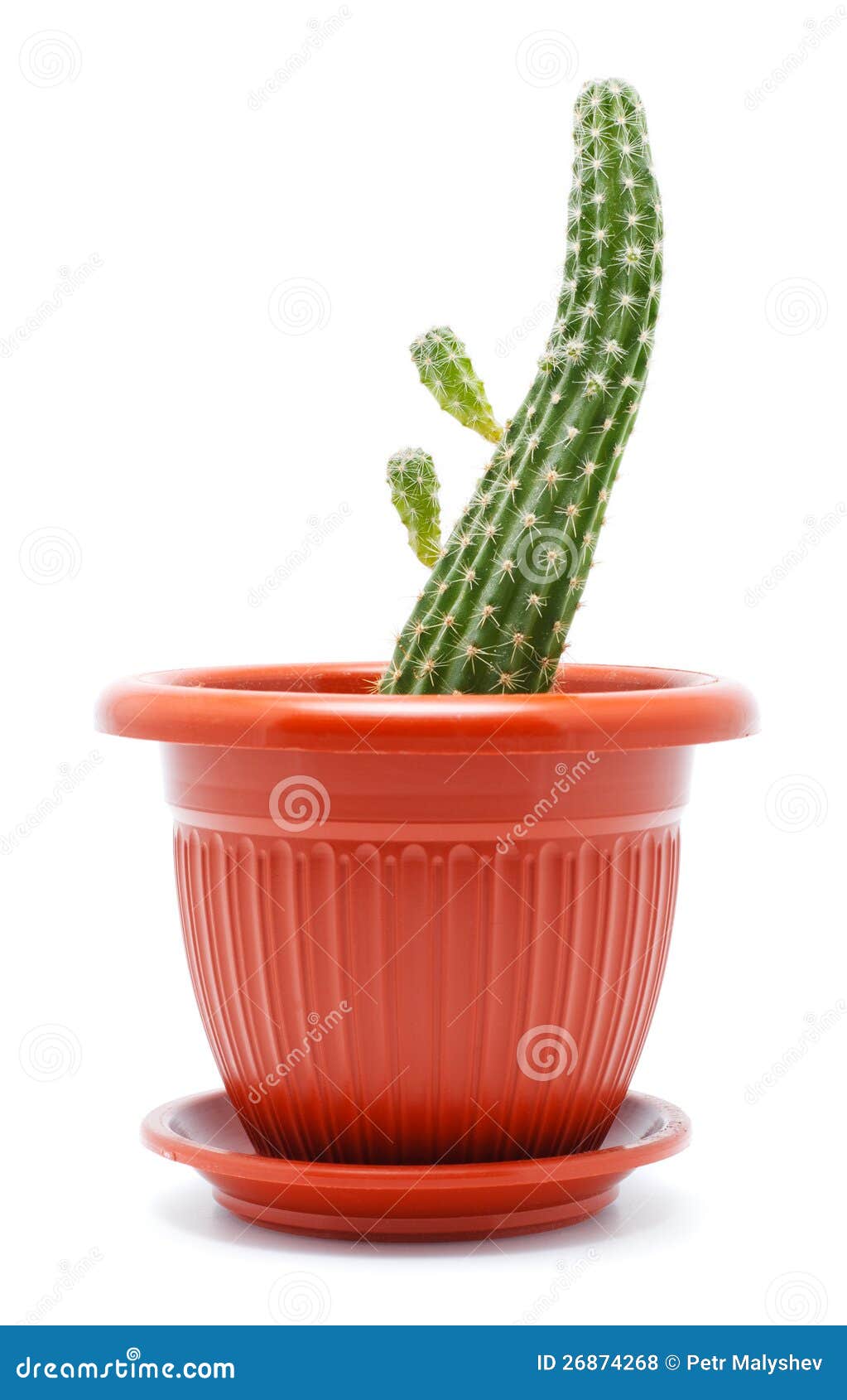 Cactus Pot stock photo. Image of botany, isolated, flower - 26874268