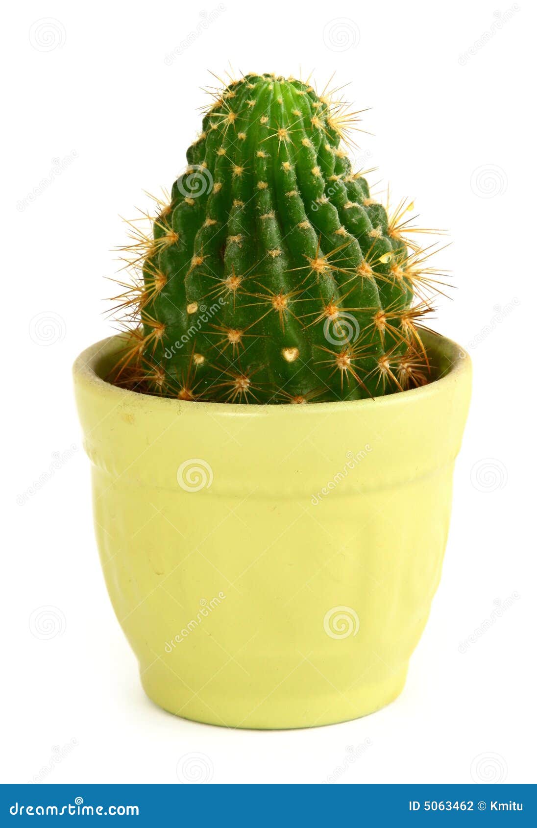 Cactus in pot stock foto. Image of installatie, klein - 5063462