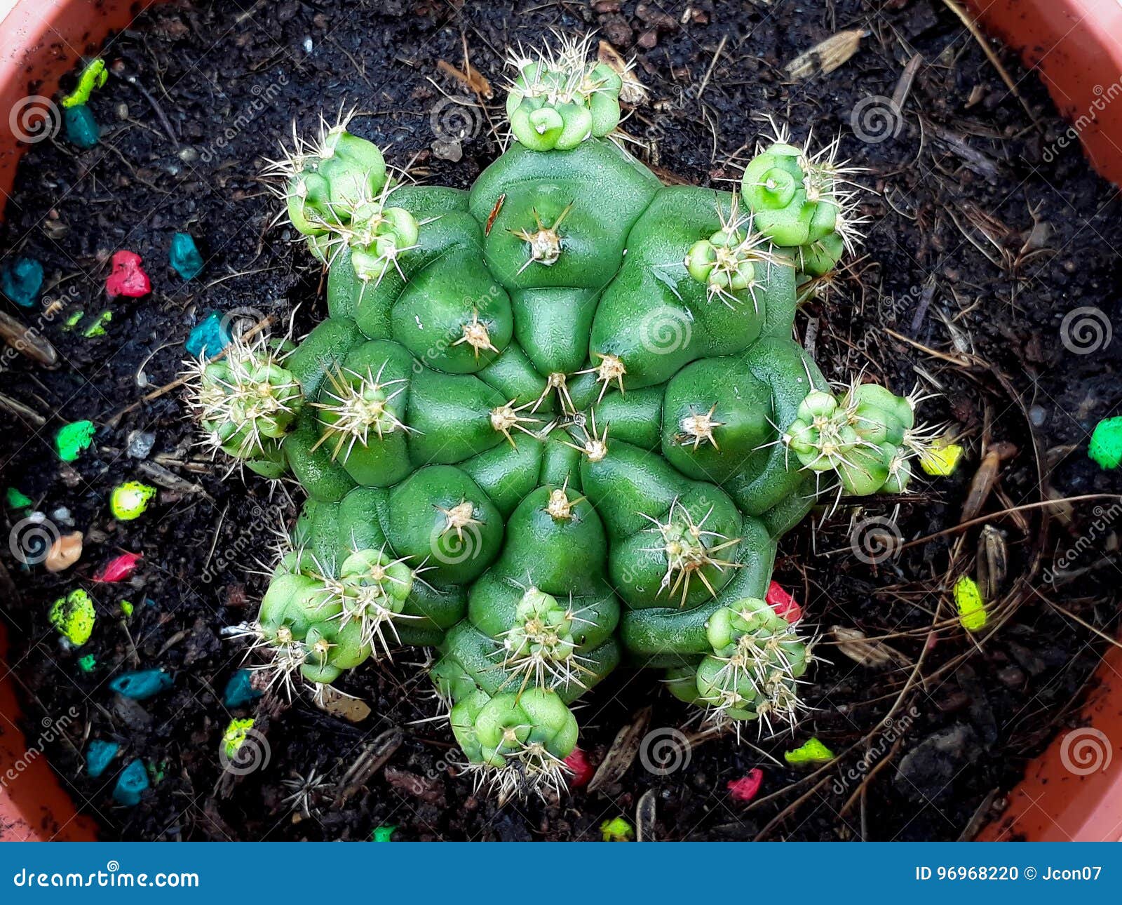 Cactus stock photo. Image of asia, closeup, cactus, nuture - 96968220