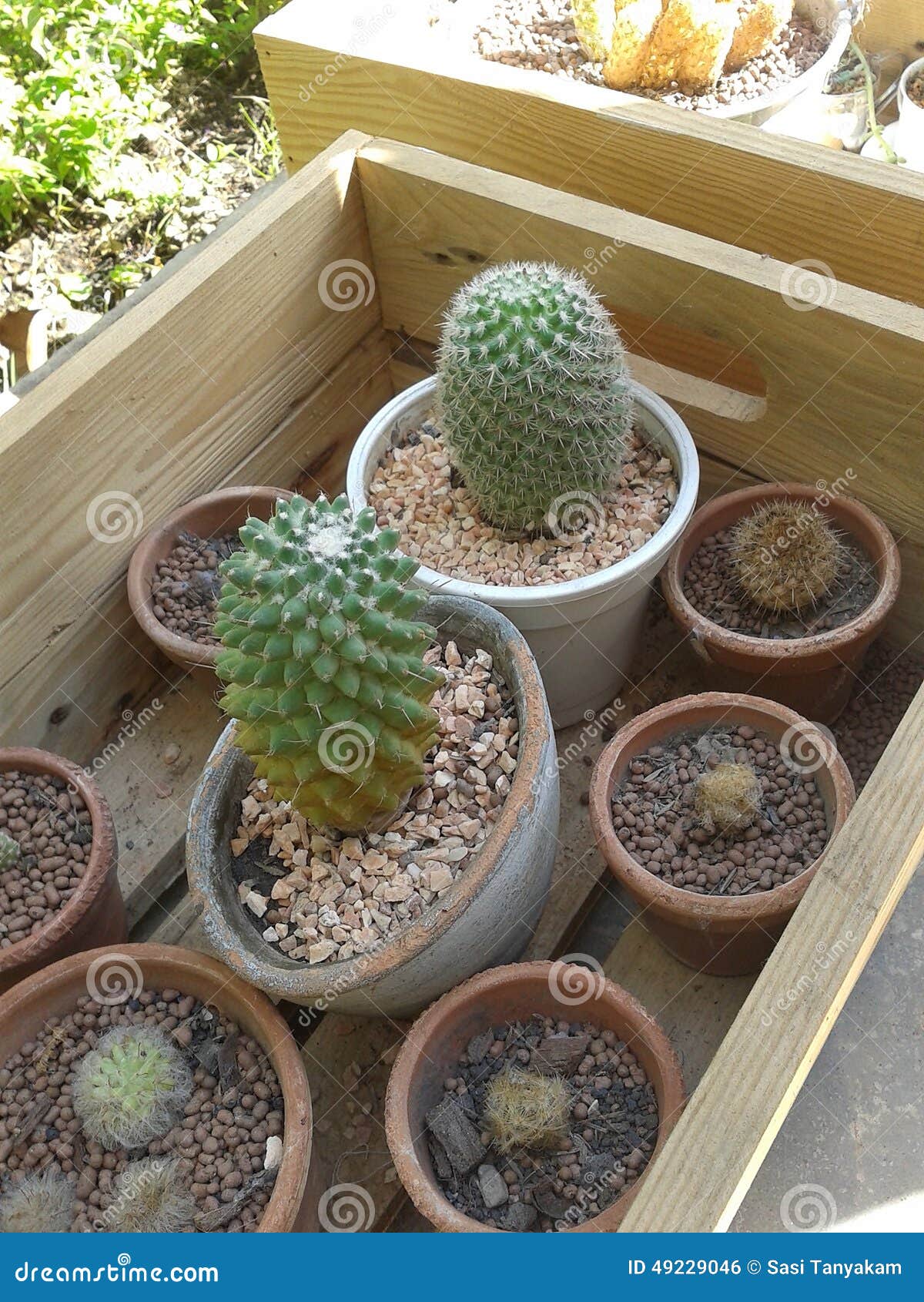 Cactus in pot stock photo. Image of close, nature, hole - 49229046