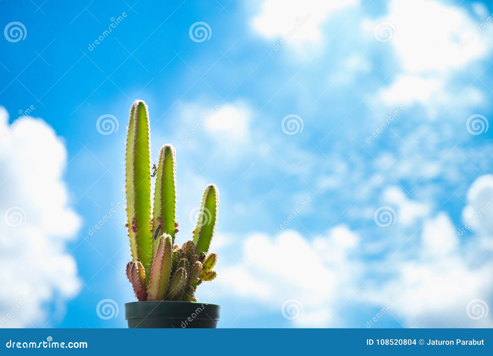 Cactus Pot on Blue Sky Background Stock Photo - Image of blue, abstract ...