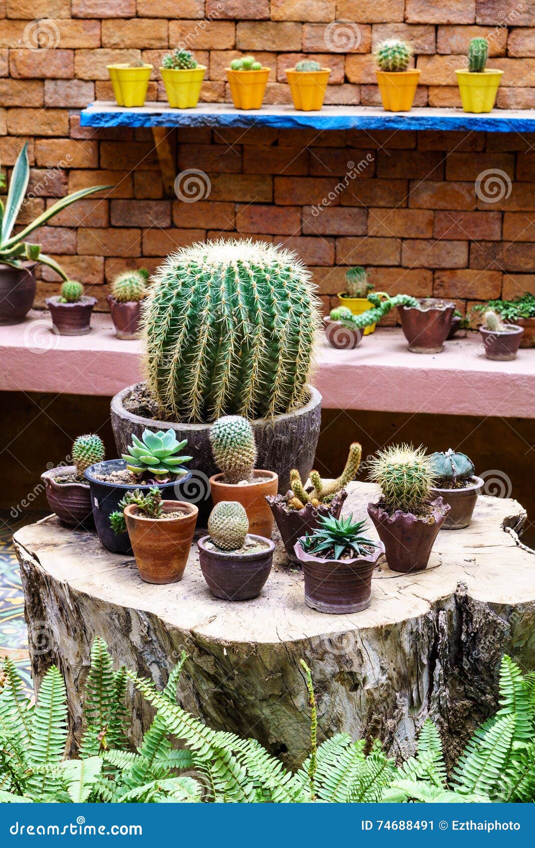 Cactus in Pot in Cactus Garden Stock Image - Image of design, botanical ...