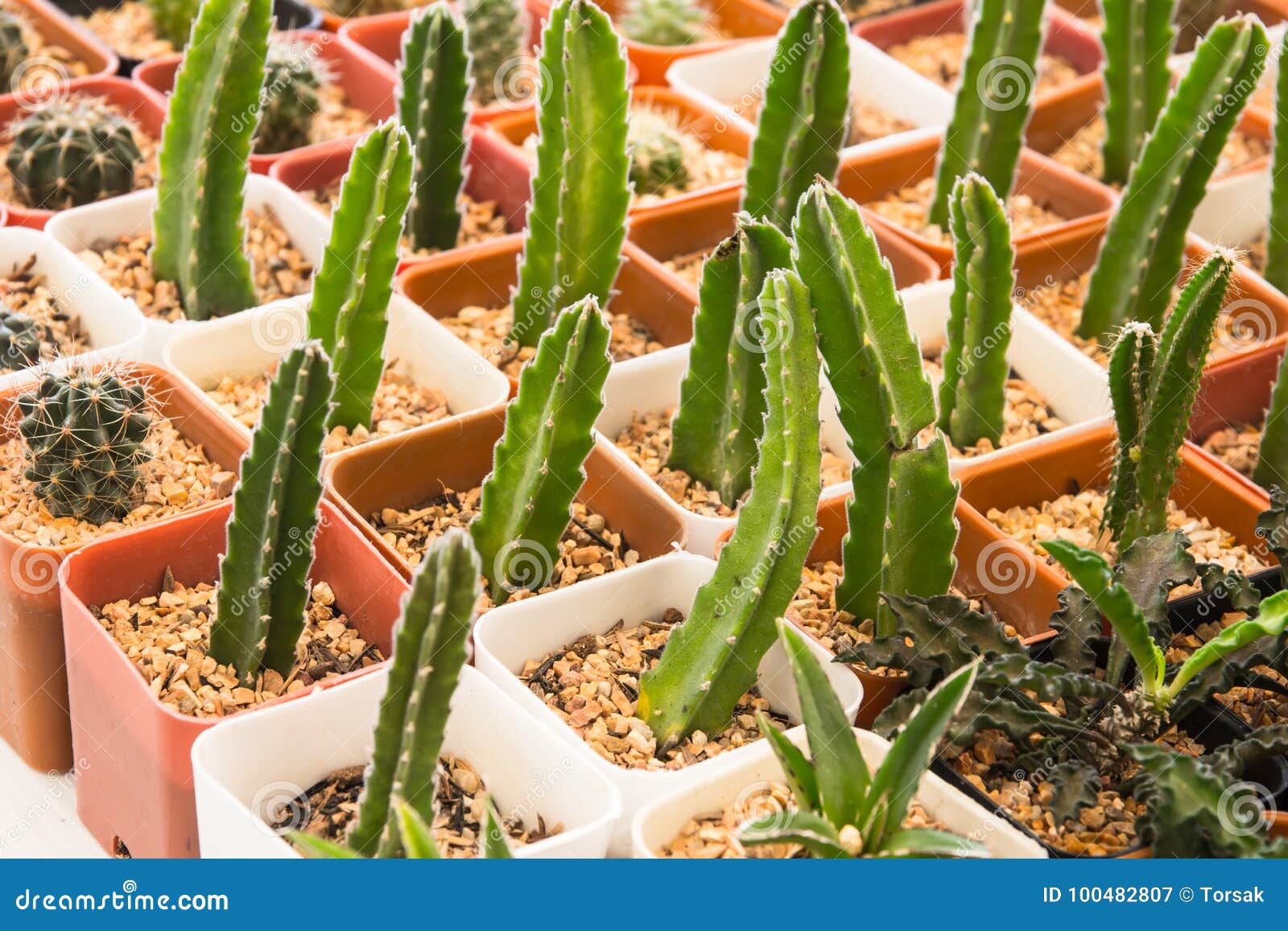 Cactus in pot stock image. Image of succulent, nature - 100482807