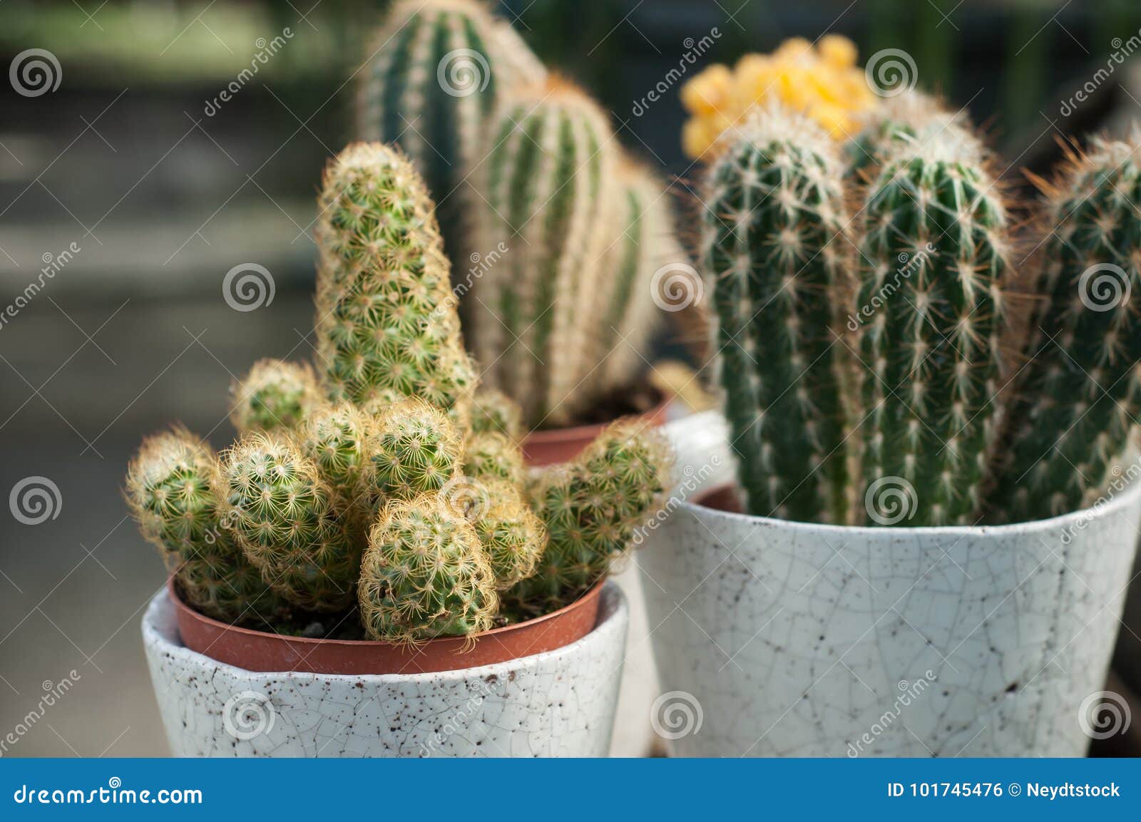 Cactus in pot stock photo. Image of water, small, tropical - 101745476