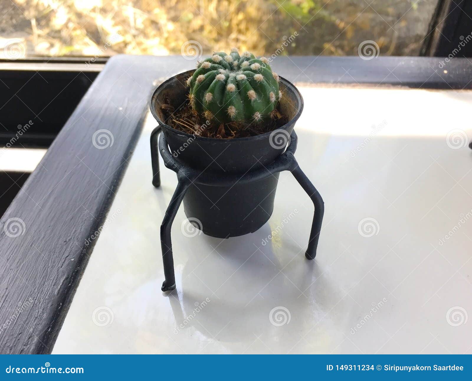Cactus Pot Inside Coffee Shop Stock Photo - Image of decoration, white ...