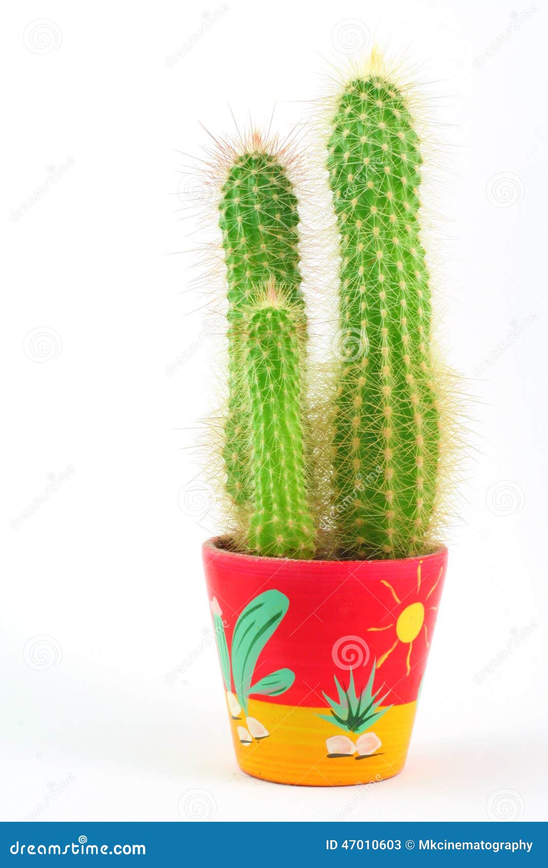 Cactus in a pot stock image. Image of cactus, garden - 47010603