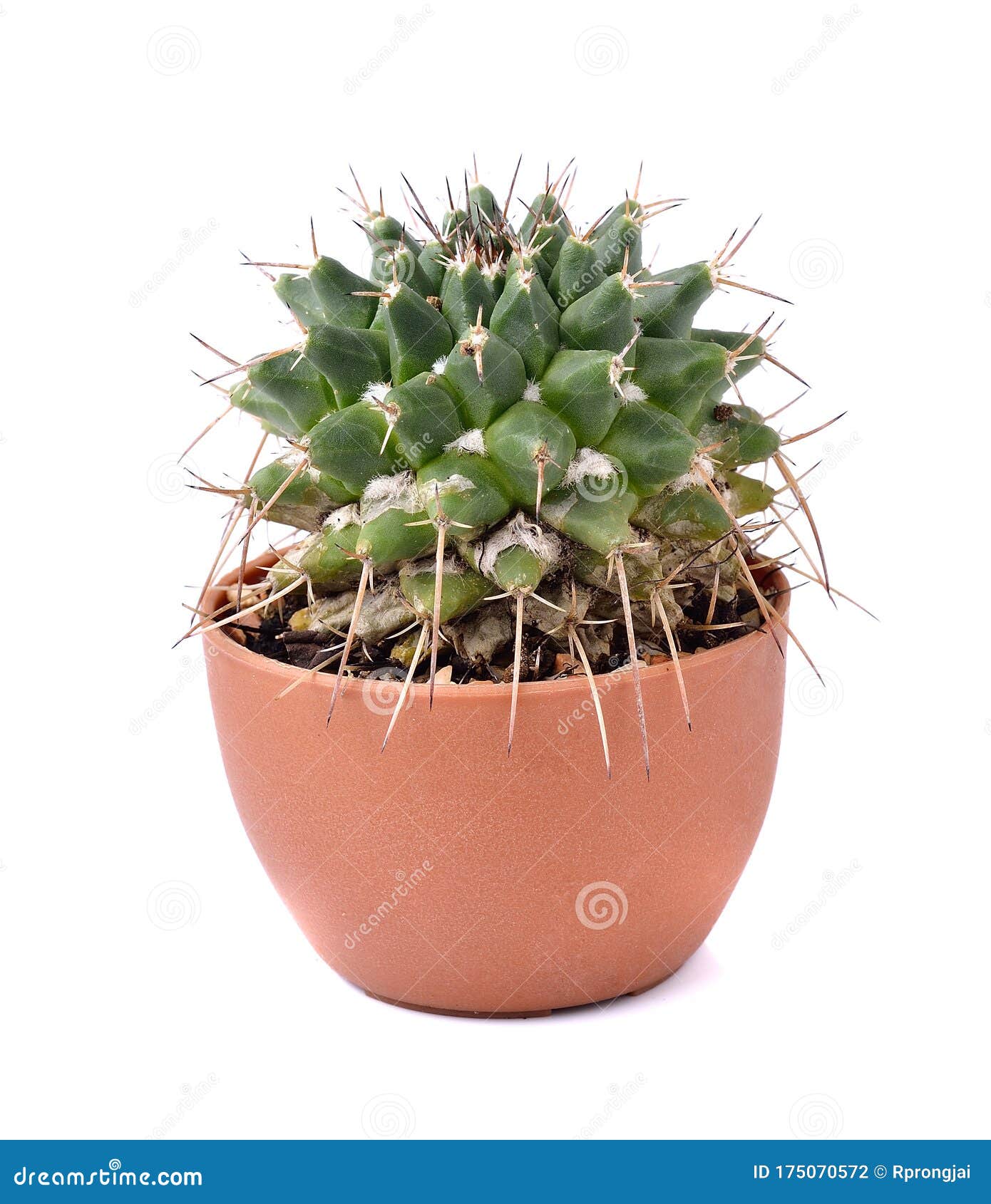 Cactus in a pot stock photo. Image of needles, cactus - 175070572