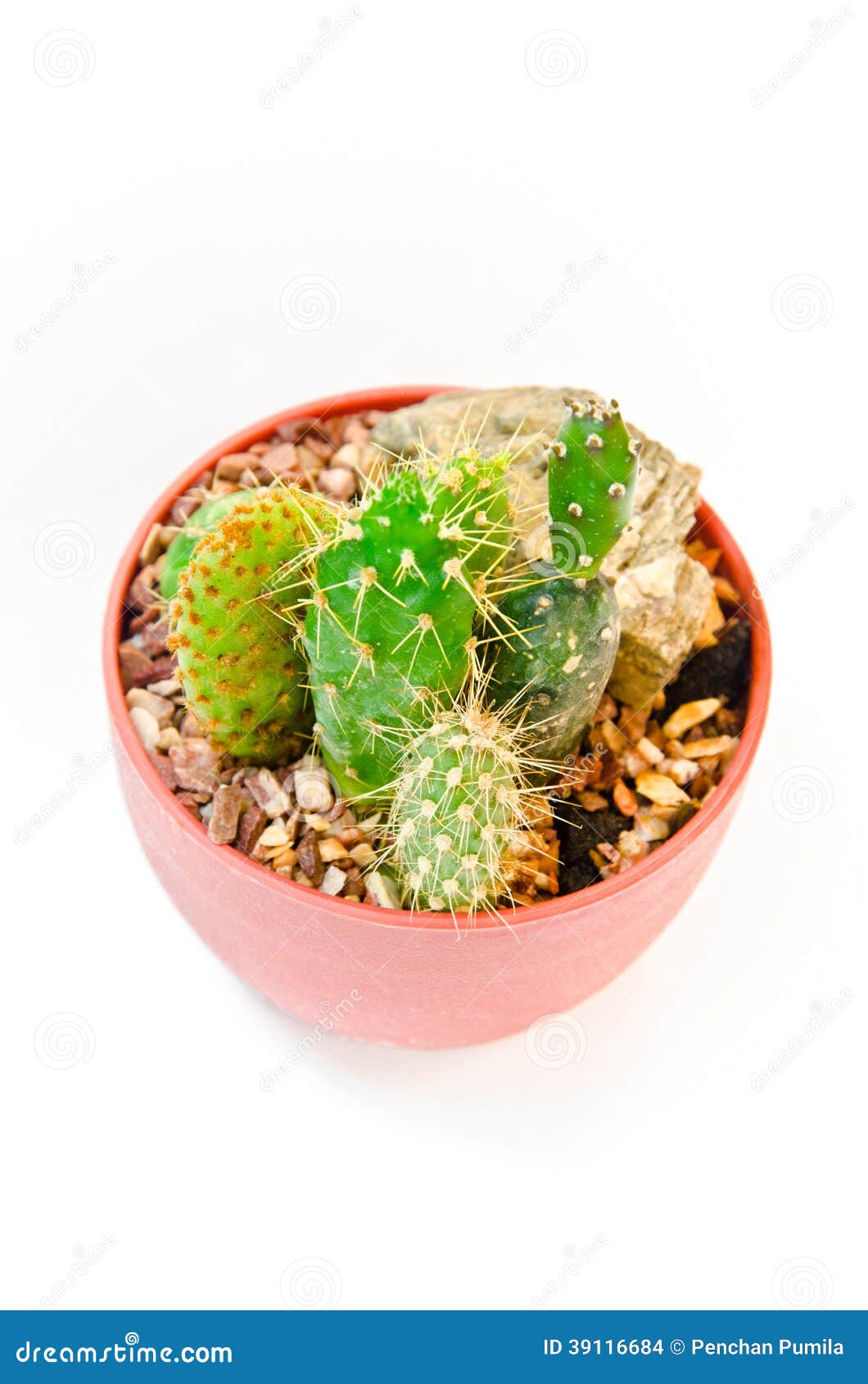 Cactus in pot stock photo. Image of domestic, growing - 39116684