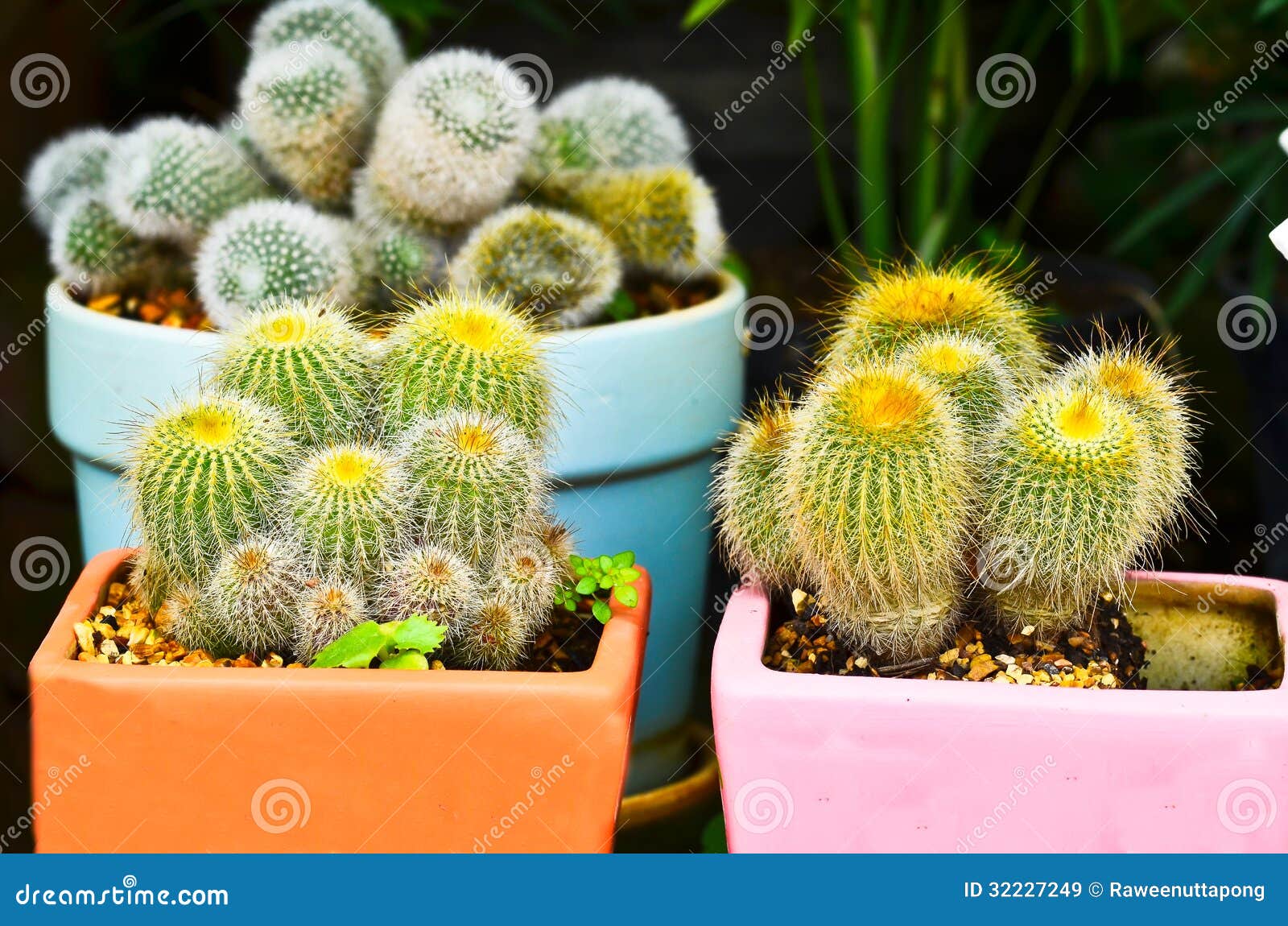 Cactus in a pot stock image. Image of desert, pain, danger - 32227249