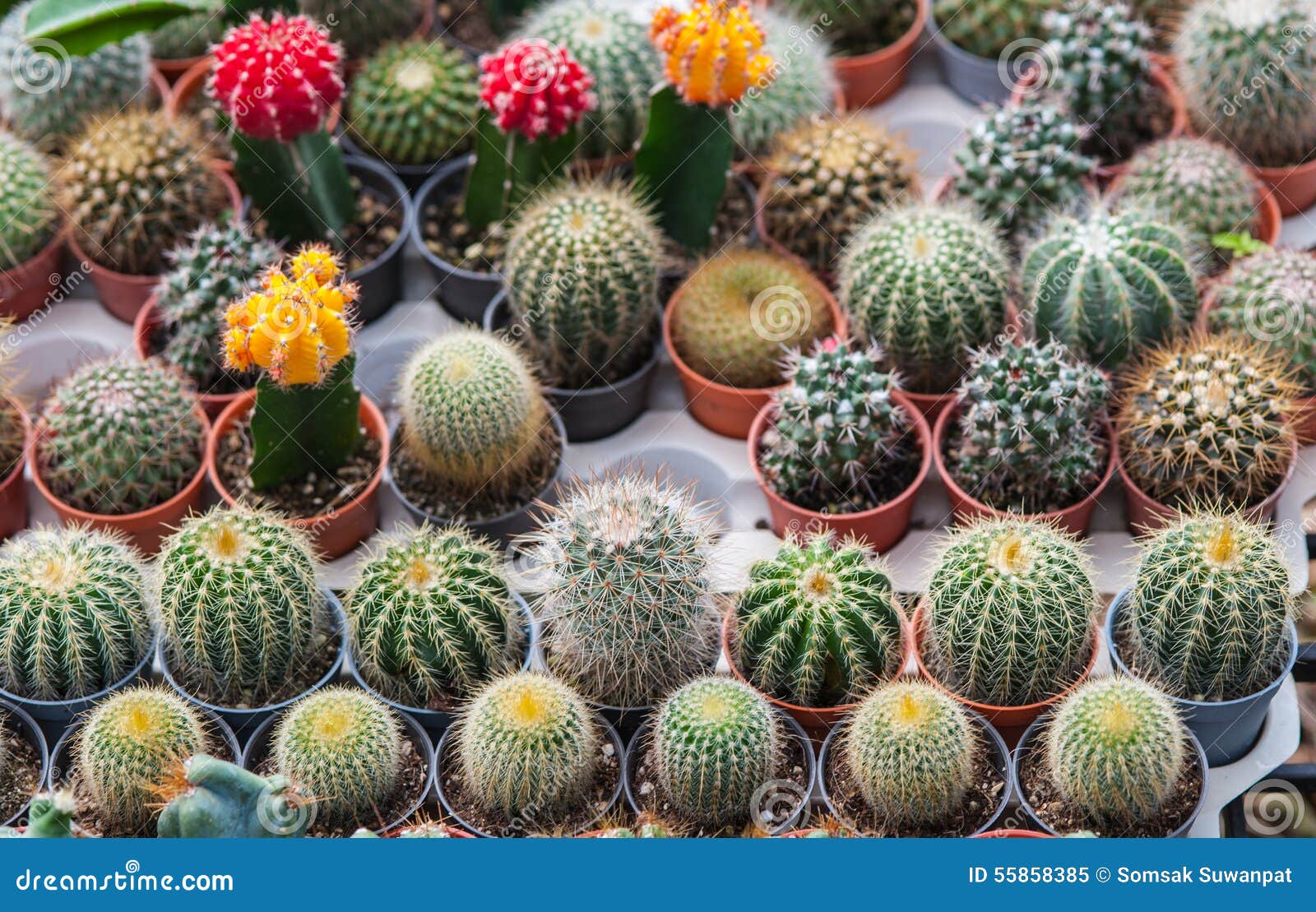 Cactus in a pot stock image. Image of garden, healthy - 55858385