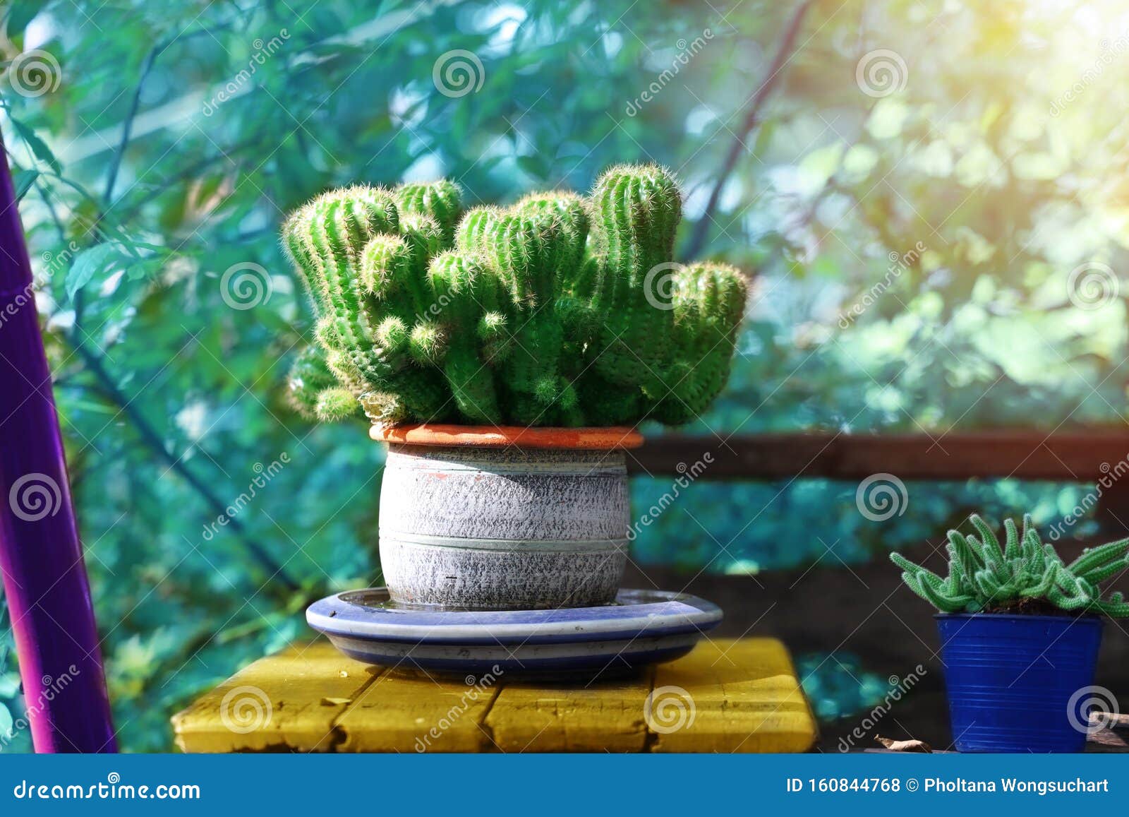 The Cactus is in a Pot Placed on a Wooden Table, with a Long Bench ...