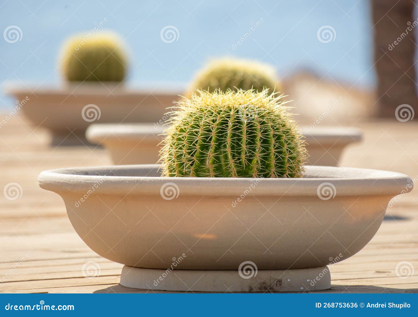 Cactus in a Pot by the Sea. Stock Photo - Image of flower, coast: 268753636