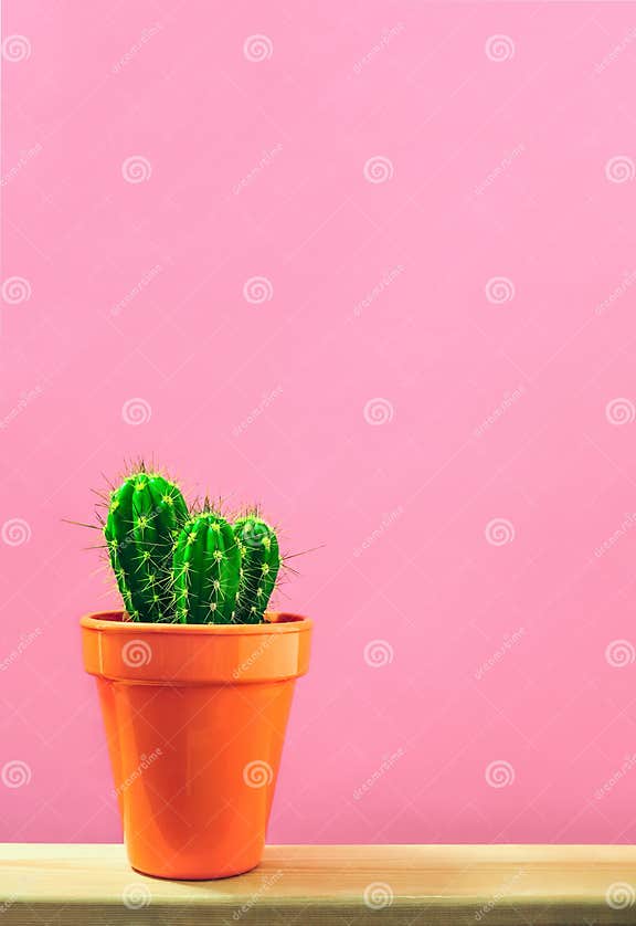 Cactus in a Pot Standing on a Table Top Stock Image - Image of cactus ...
