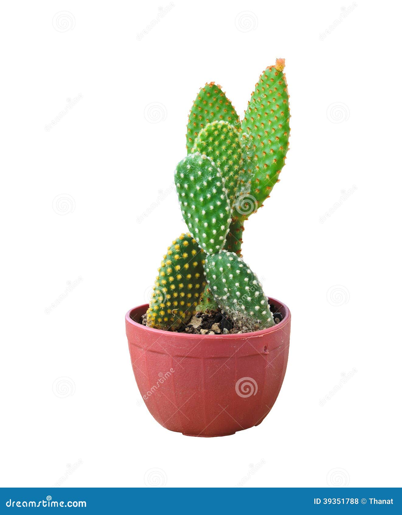 CACTUS in a POT stock photo. Image of home, background - 39351788