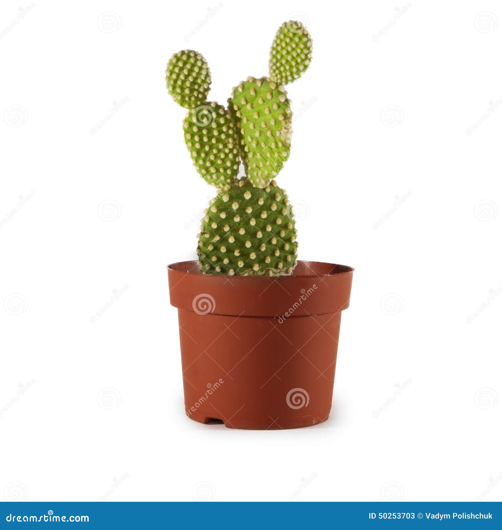 Cactus in pot stock image. Image of cactus, close, living - 50253703