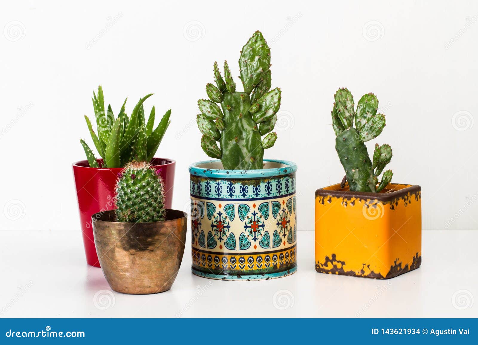 Cactus in a pot stock photo. Image of houseplant, green - 143621934