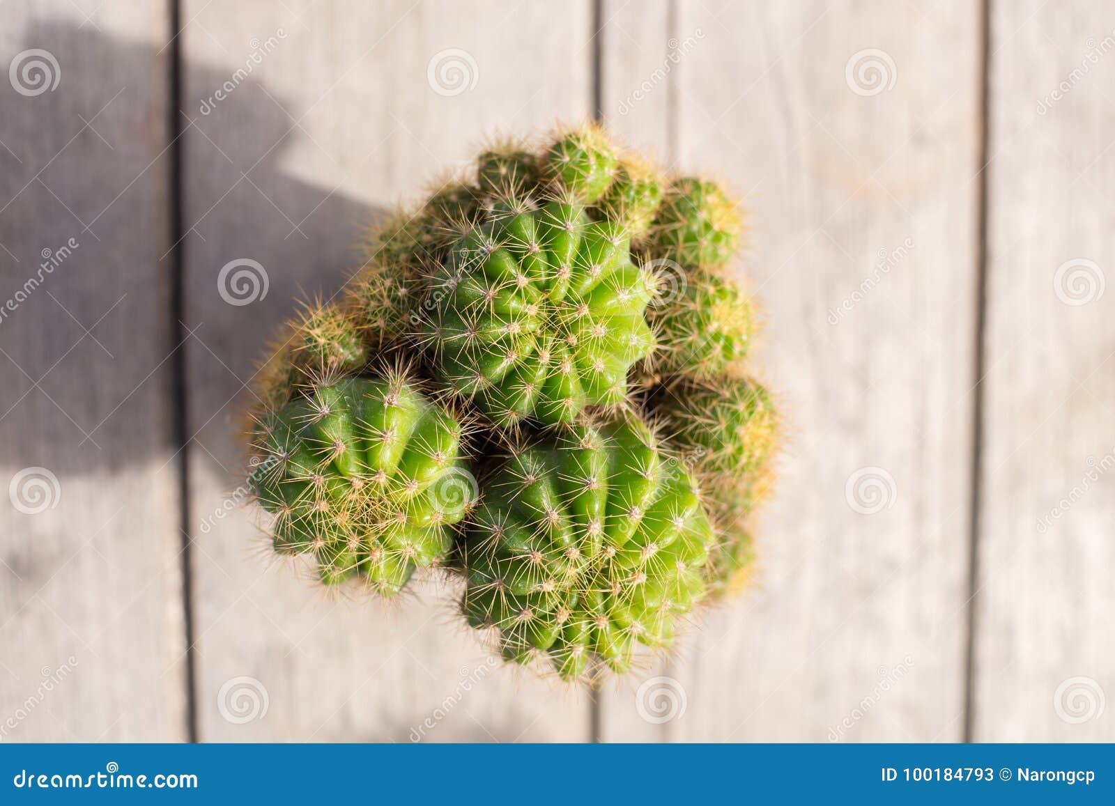 Cactus top view stock image. Image of round, cactus - 100184793