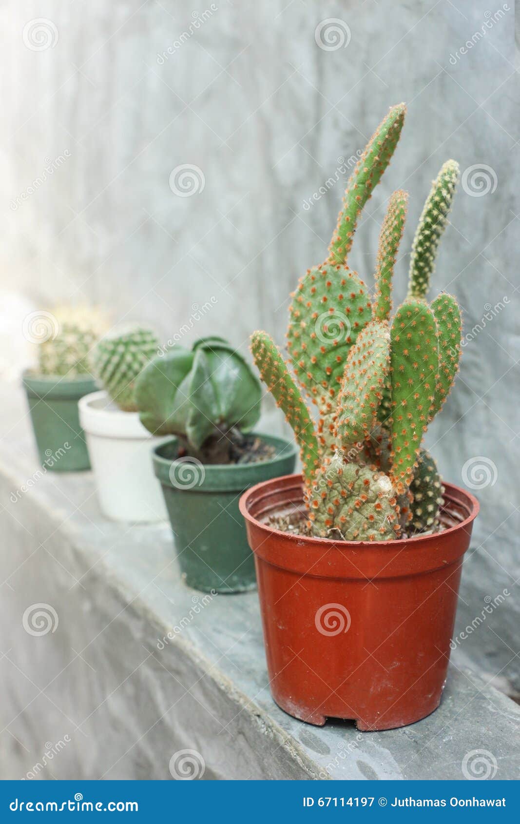 Cactus in Pots on Grey Concrete Wall Stock Image - Image of desert ...