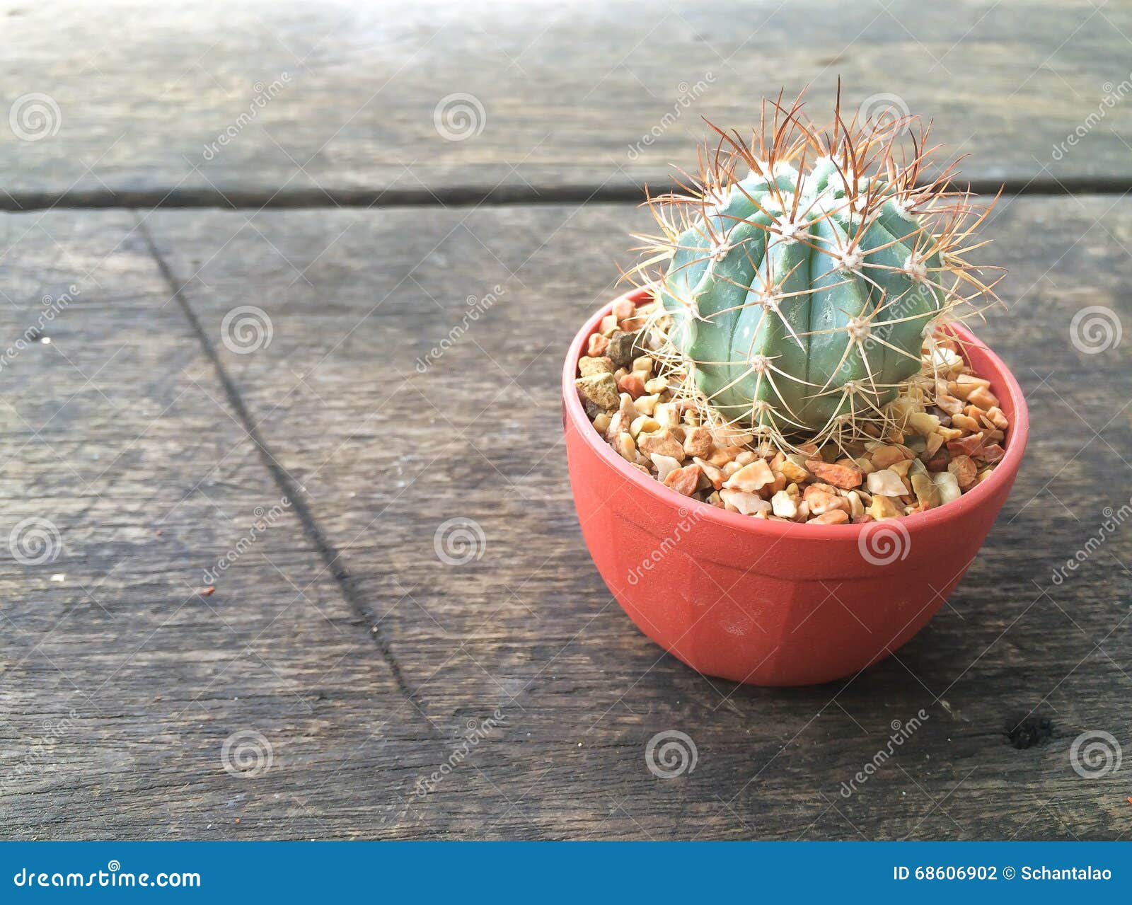 Cactus in Pots / Pot Cactus / Cactus Stock Photo - Image of closeup ...