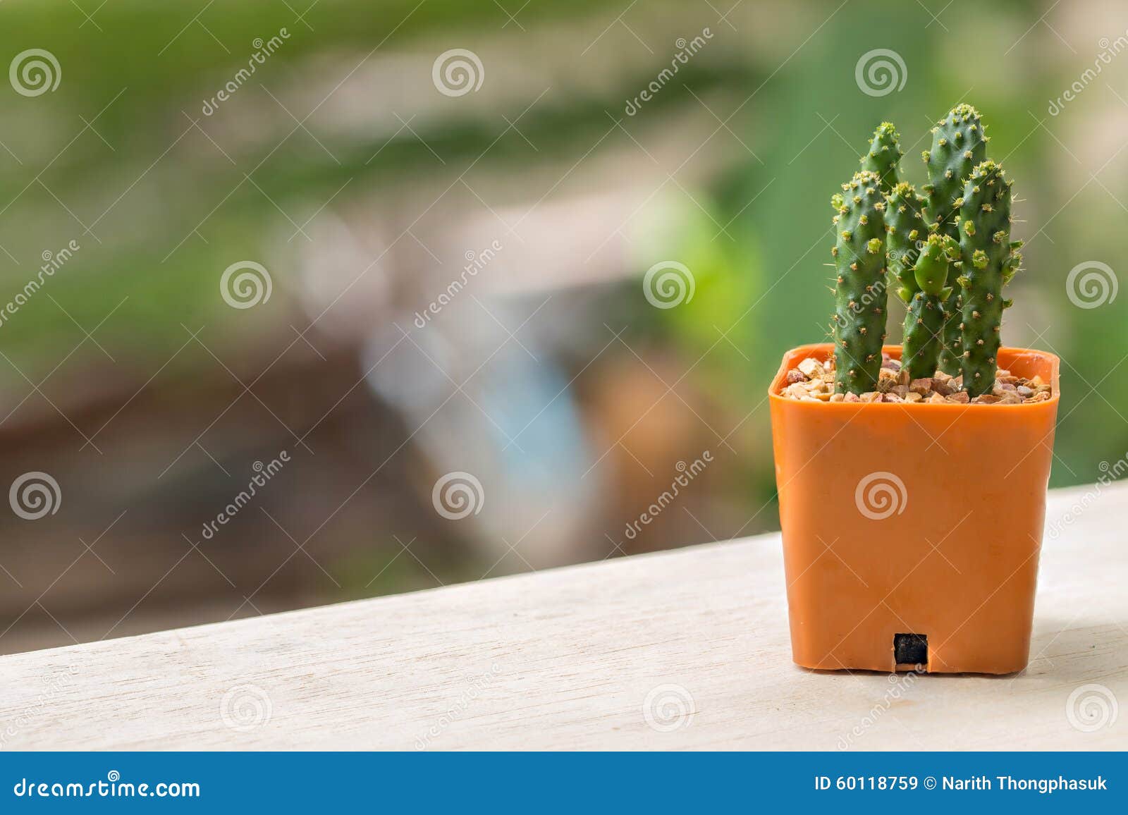 Cactus pots stock image. Image of focus, space, grain - 60118759