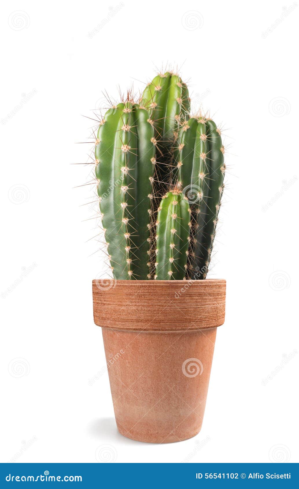 Cactus stock photo. Image of spike, spiked, nature, flora - 56541102