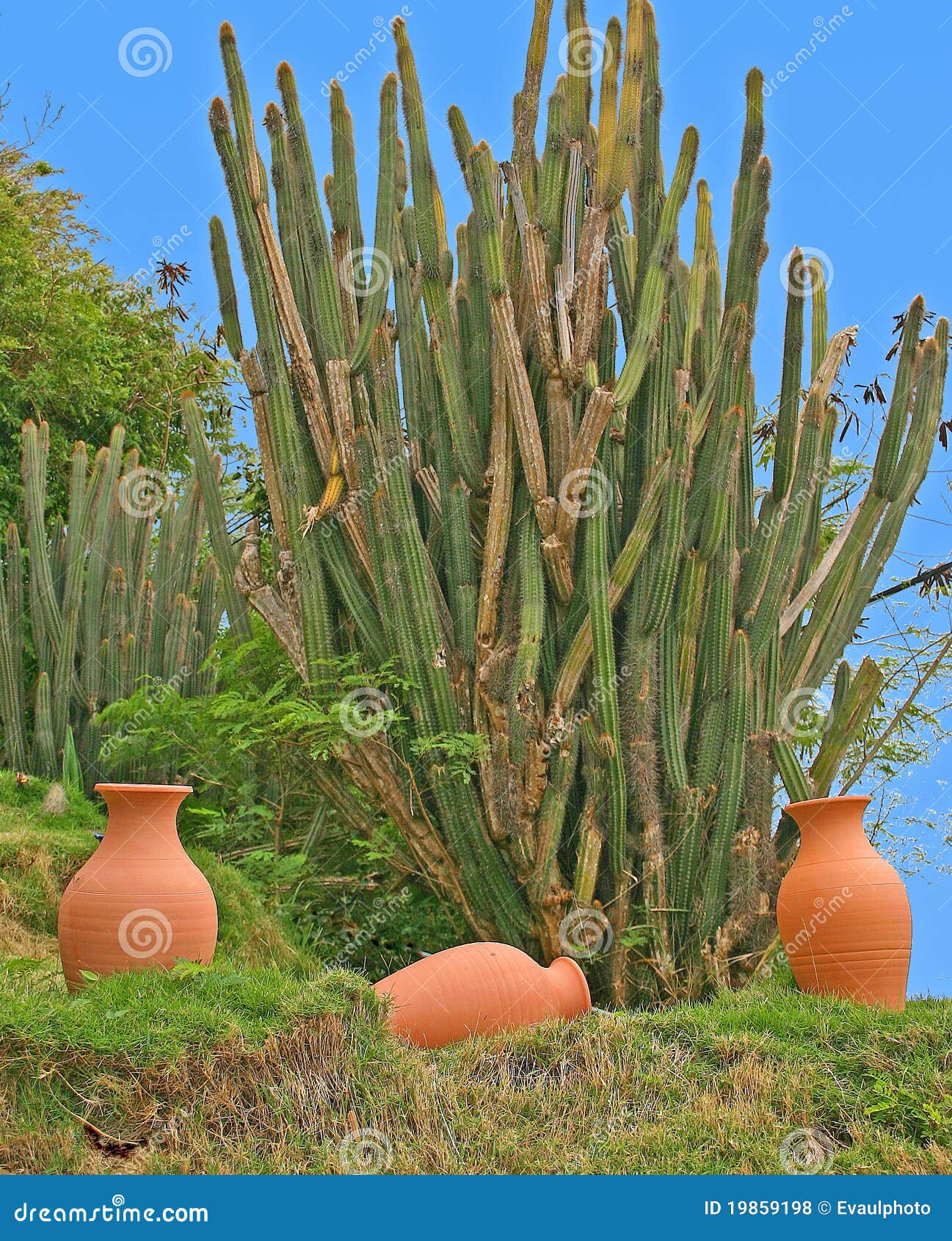 Cactus & Pottery stock photo. Image of plant, cactus - 19859198