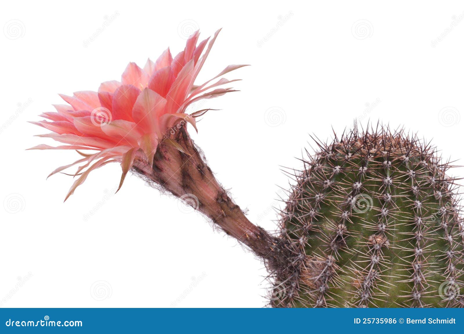 Cactus with Prickles is Blooming Stock Photo - Image of rose ...