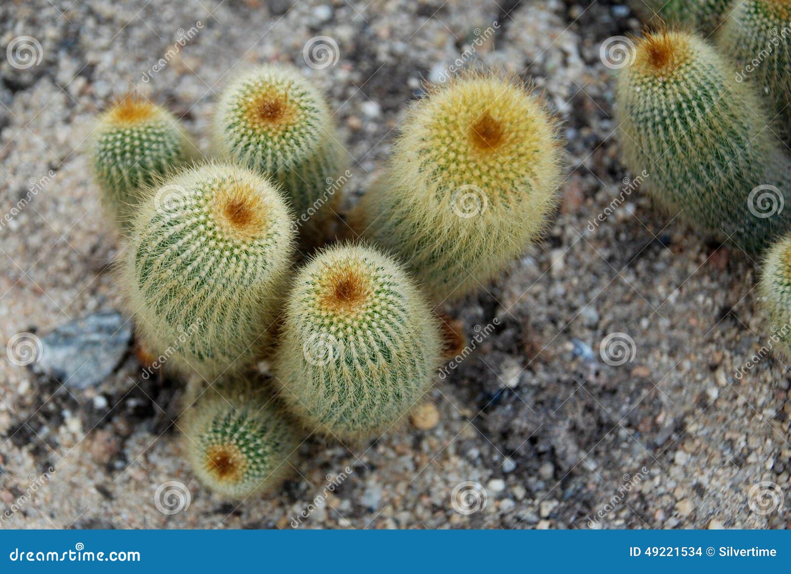 Cactus stock photo. Image of garden, stone, cactus, prickle - 49221534