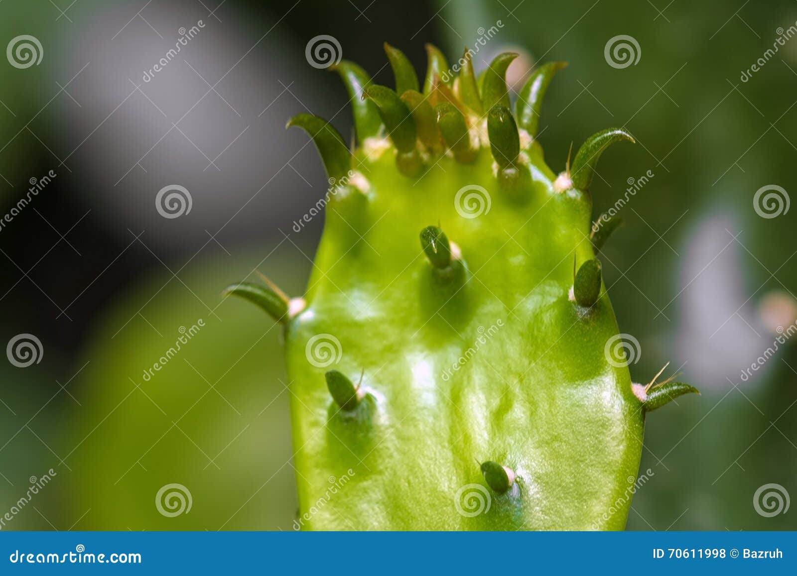 Cactus prickly pear stock photo. Image of detail, close - 70611998