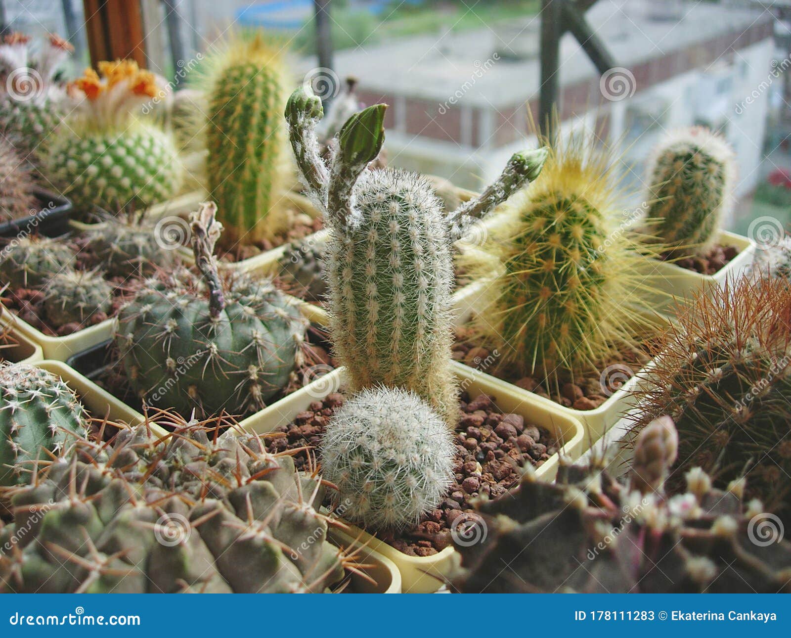 Cactus Pygmaeocereus Bylesianus with Buds Stock Image - Image of ...